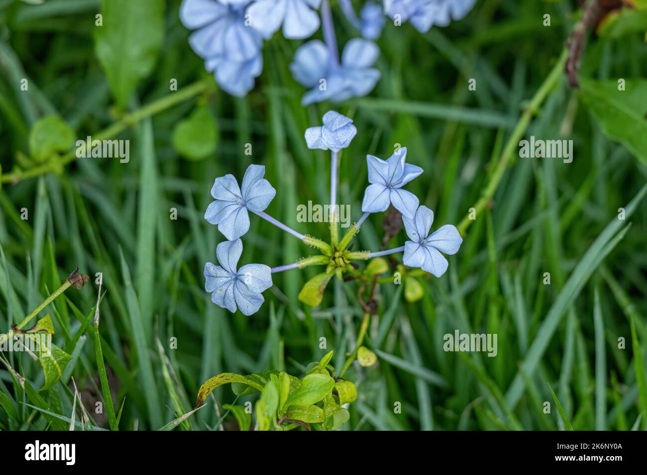 Plumbago species hi-res stock photography and images - Alamy