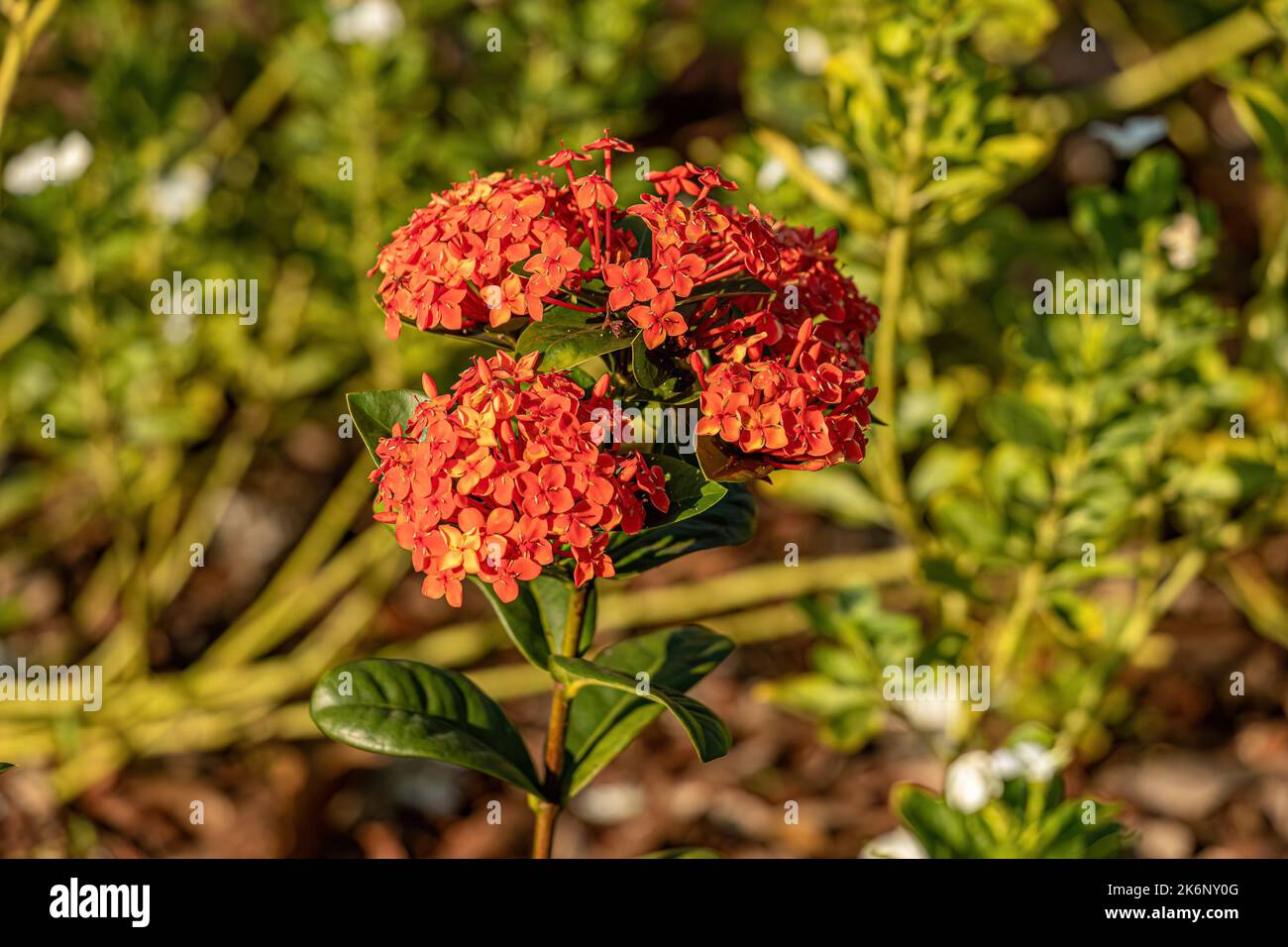 Red Jungle Flame Plant Flower of the species Ixora coccinea Stock Photo ...