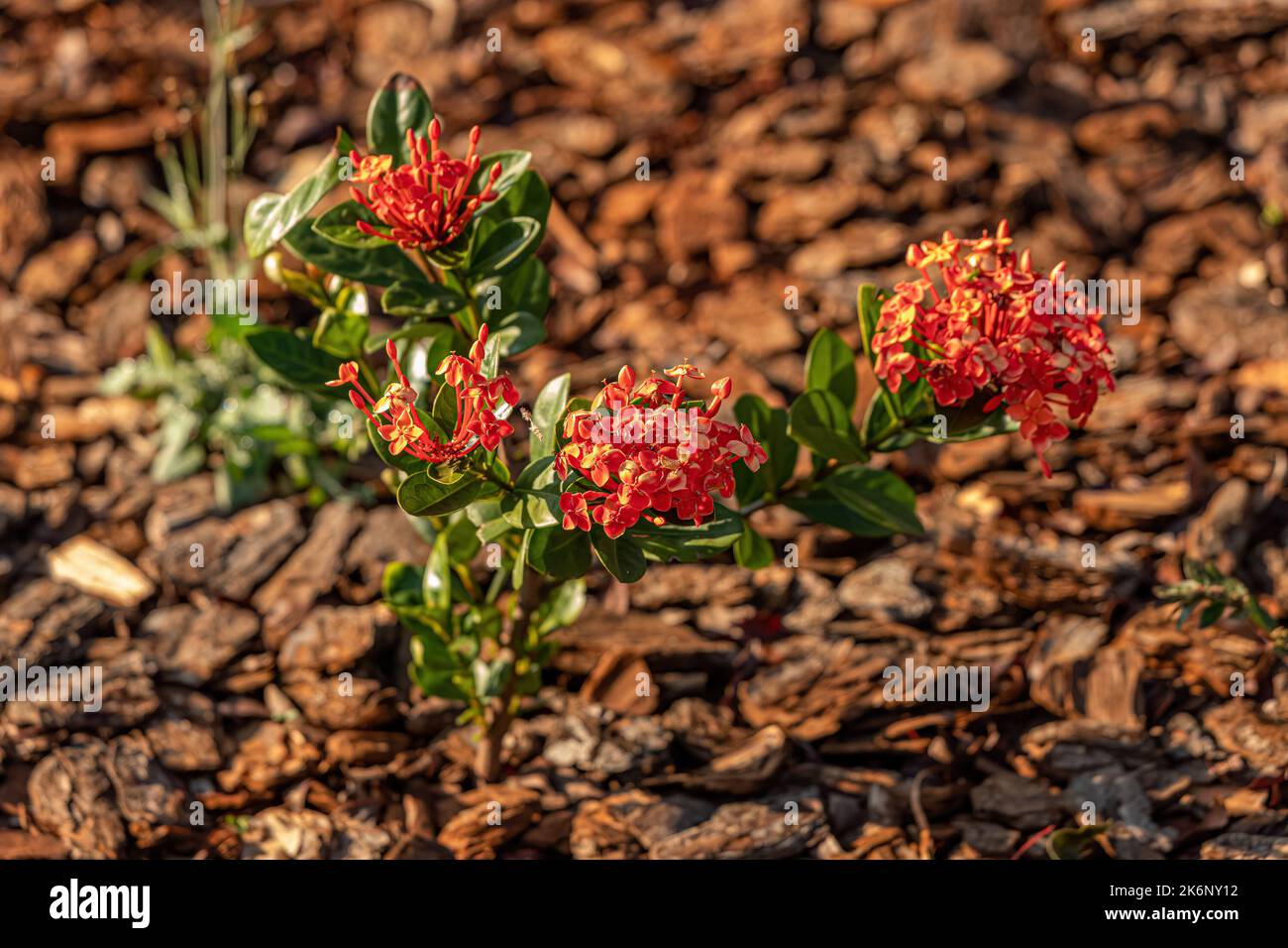Red Jungle Flame Plant Flower of the species Ixora coccinea Stock Photo ...