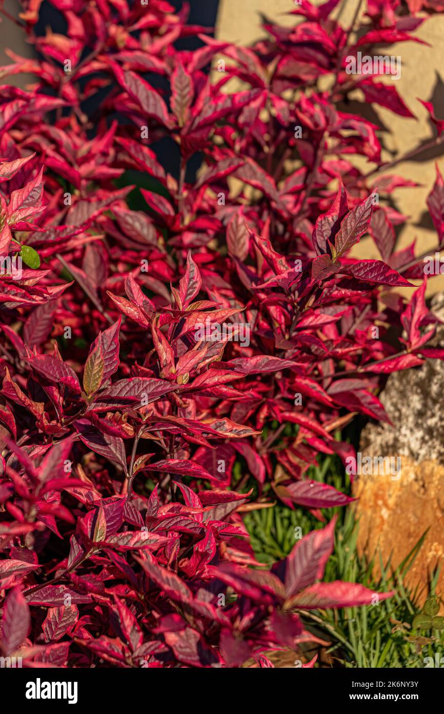 Ruby Leaf Plant of the species Alternanthera brasiliana Stock Photo - Alamy