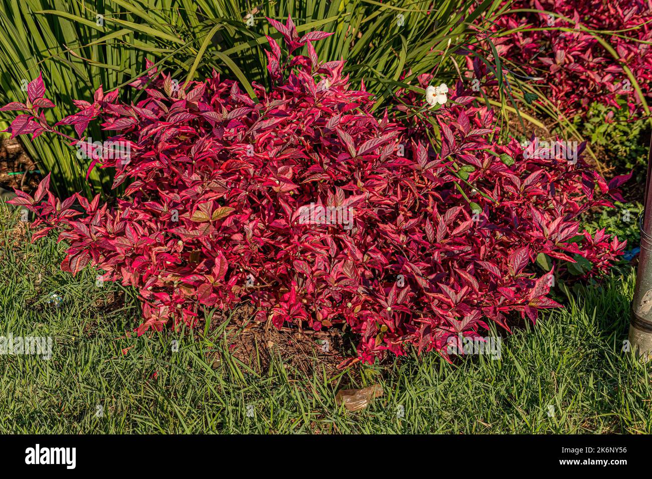 Ruby Leaf Plant of the species Alternanthera brasiliana Stock Photo - Alamy