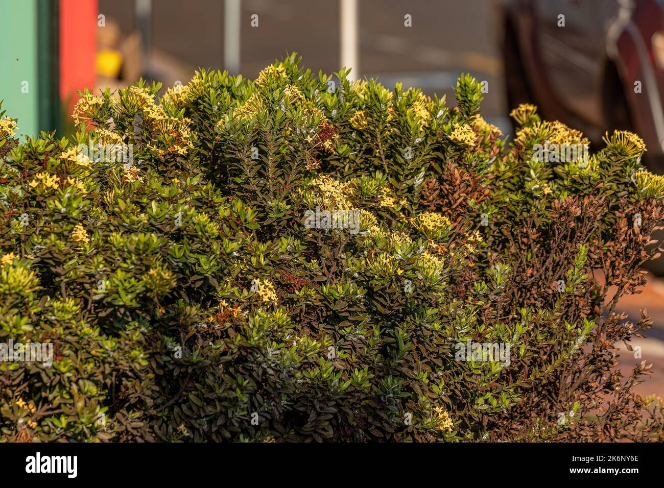 Yellow Jungle Flame Plant Flower of the species Ixora coccinea Stock ...