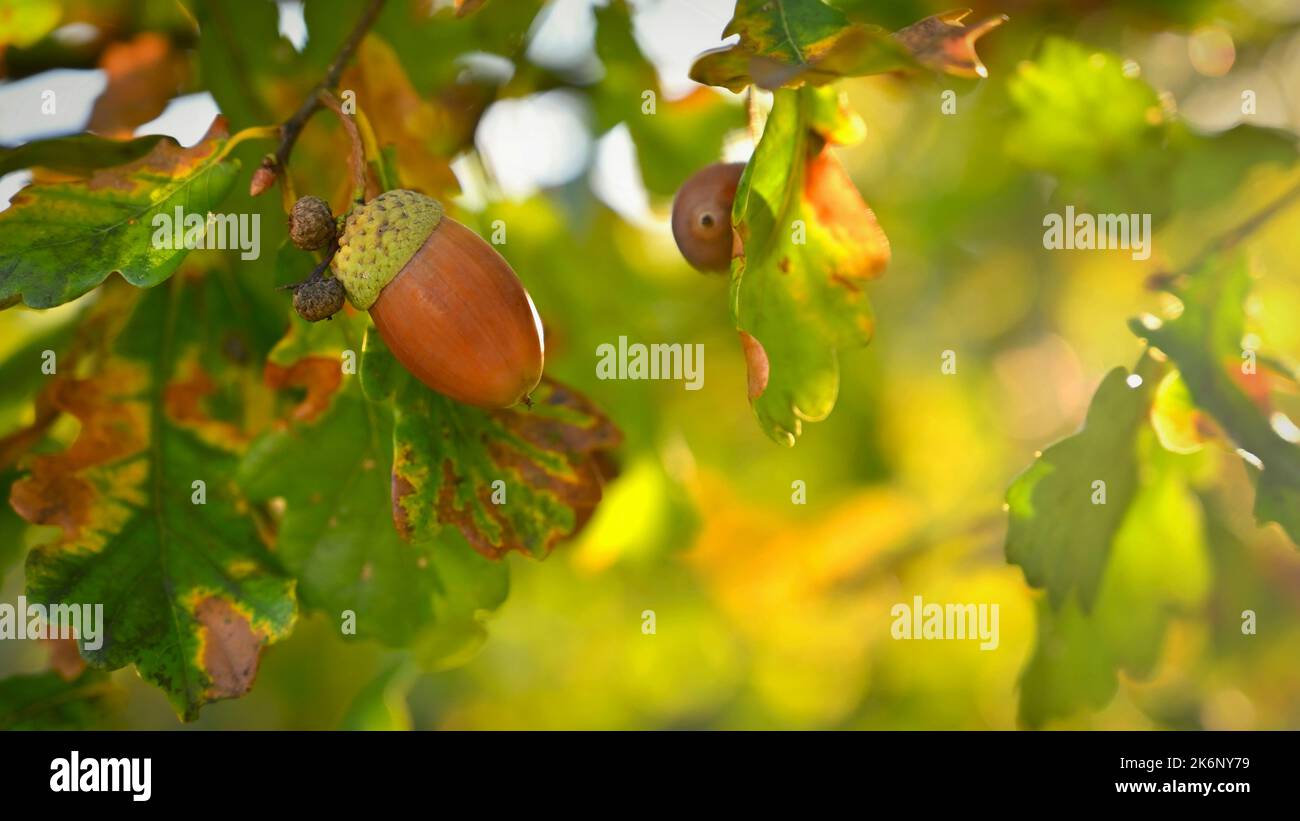 Beautiful nature background for autumn time. Fruits of the oak tree ...