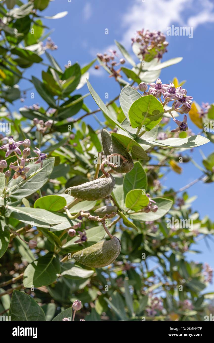 Blooming Calotropis gigantea or Crown Flower, Bukit, Bali, Indonesia ...