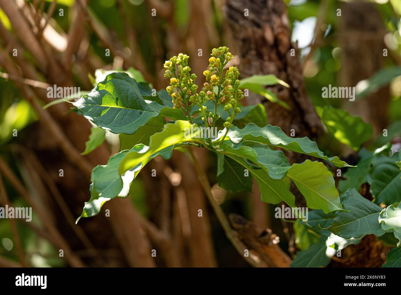 Flowering Angiosperm Tree of the Genus Bunchosia Stock Photo - Alamy