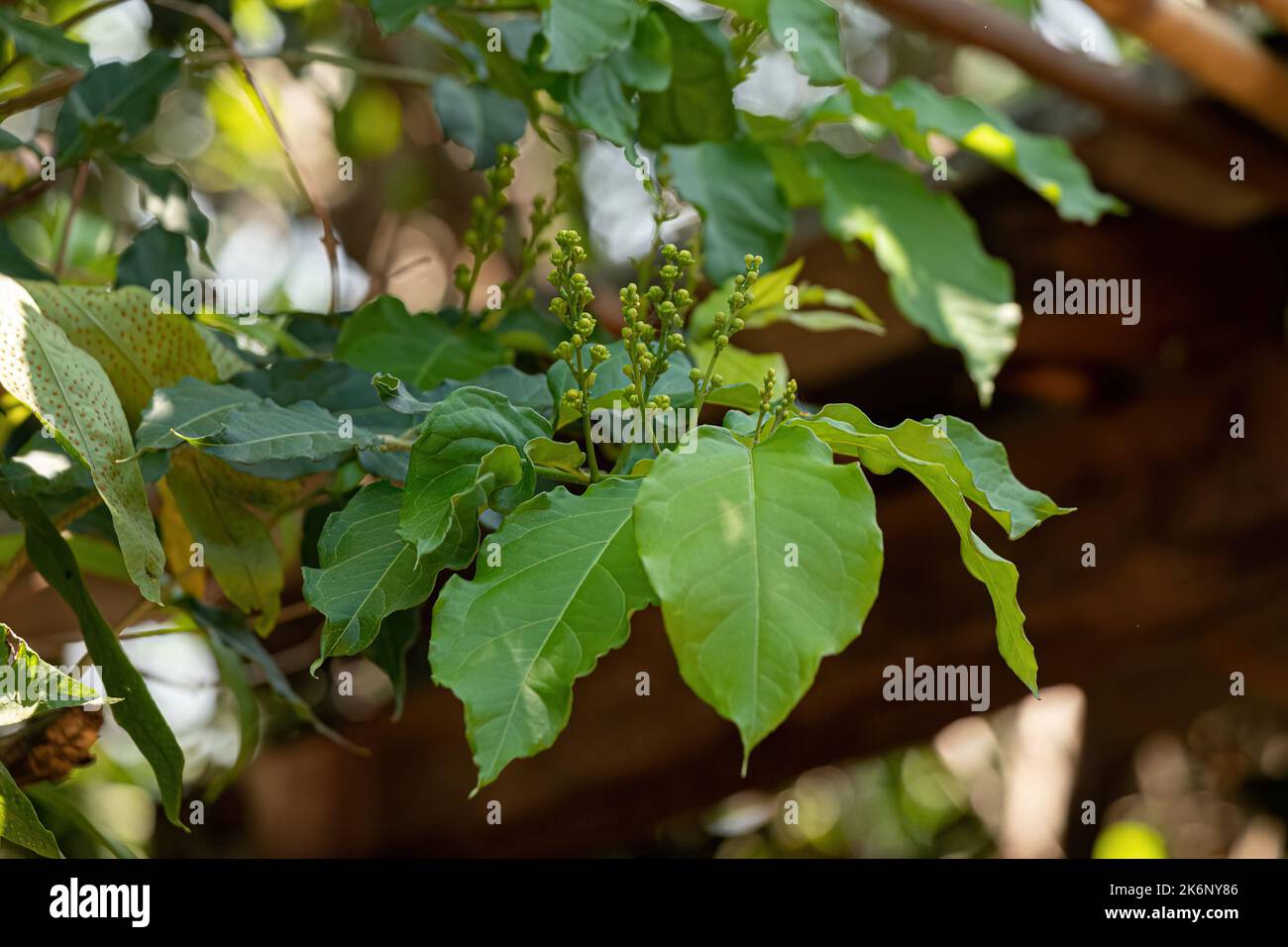 Flowering Angiosperm Tree of the Genus Bunchosia Stock Photo - Alamy