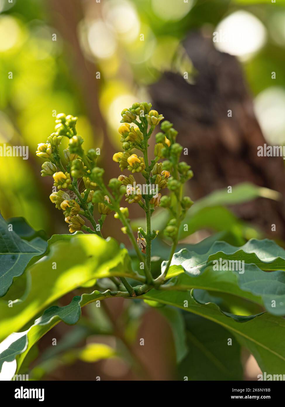 Bunchosia armeniaca hi-res stock photography and images - Alamy