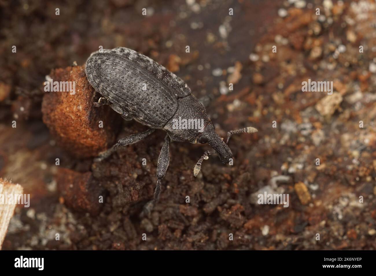Curculionidae species hi-res stock photography and images - Alamy
