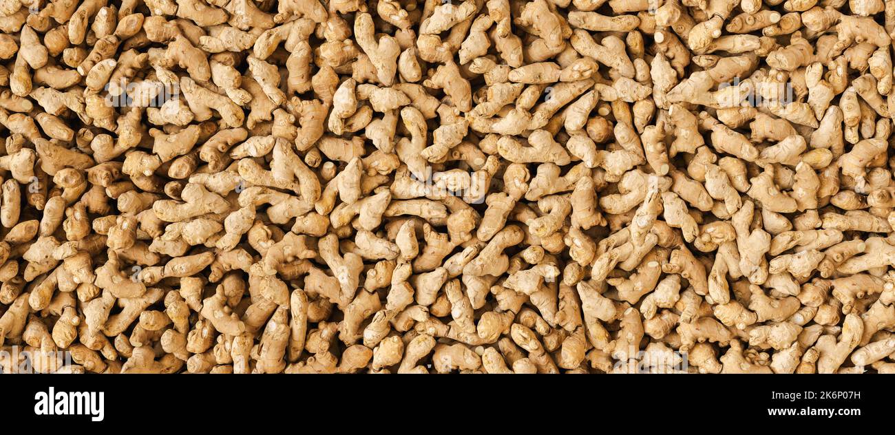 A lot of Ginger Root. ginger harvest. ginger root food background ...