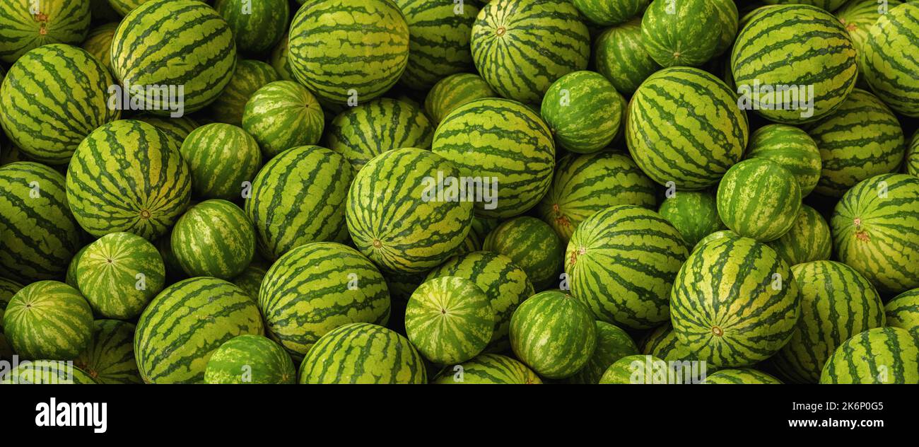 Big green watermelons hi-res stock photography and images - Alamy