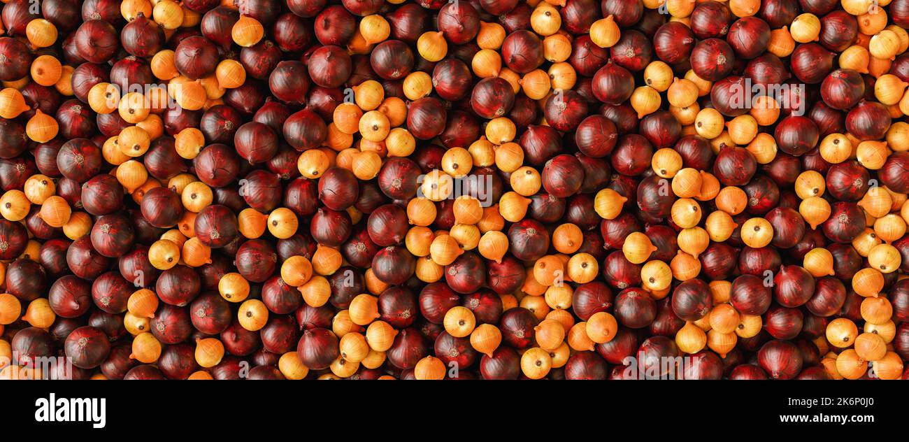 Pile of Fresh normal and purple onions as background, banner size Stock ...