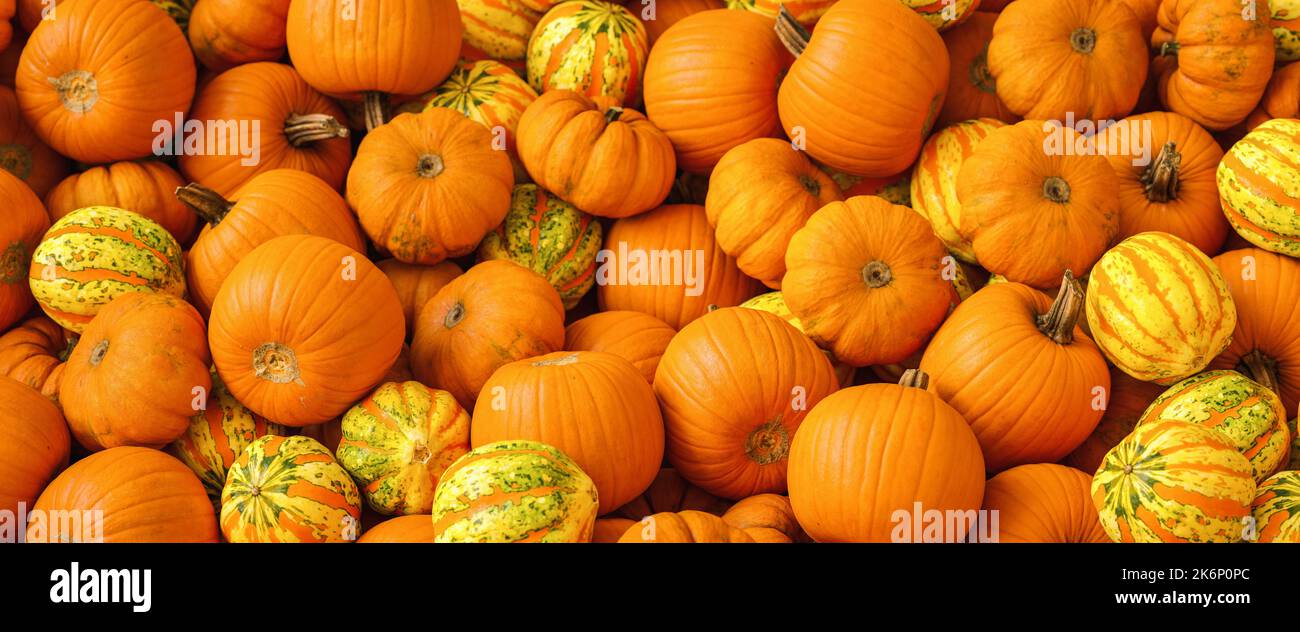 Lots of pumpkins in a pile, vegan food, as halloween decoration Stock ...