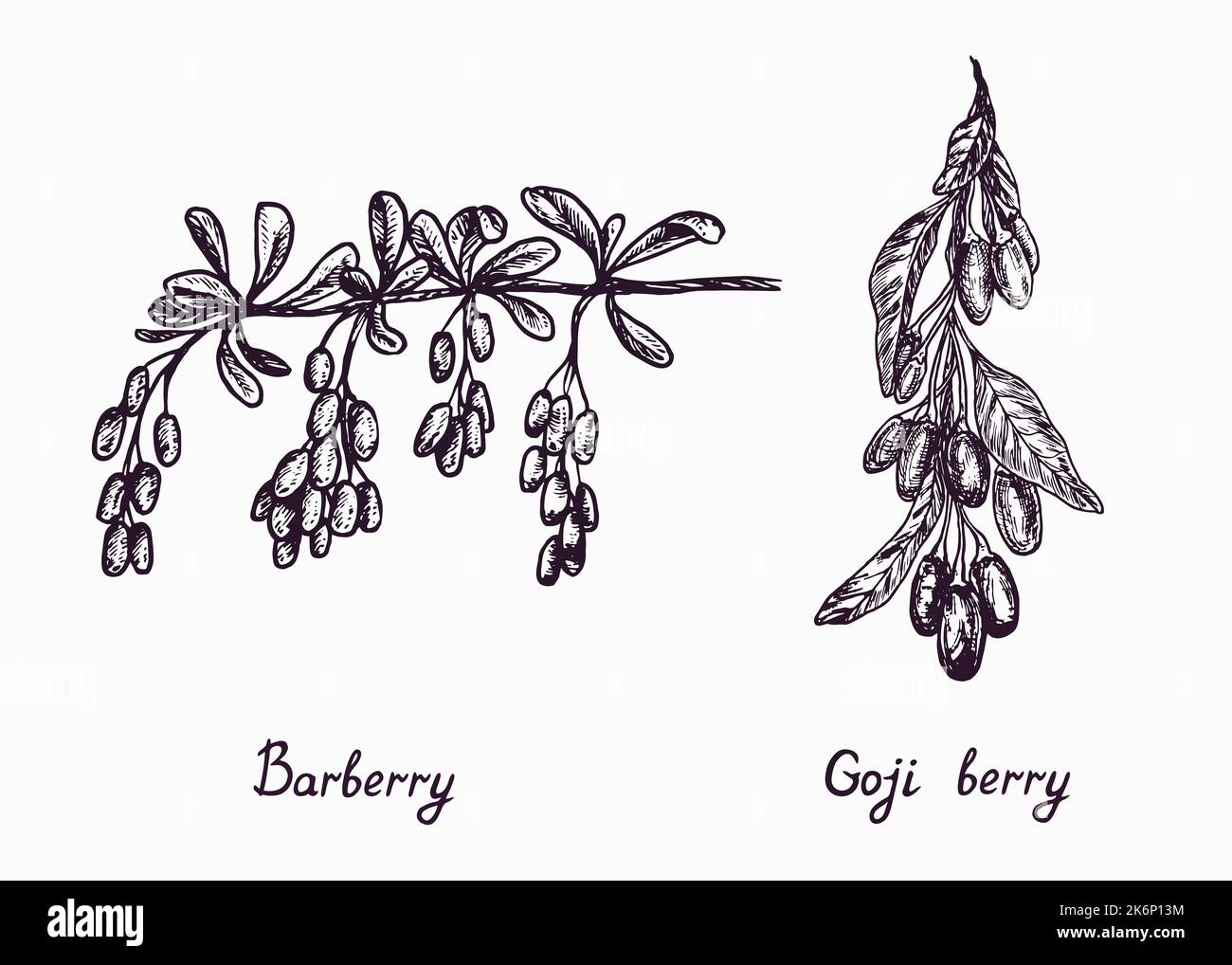 Barberry and goji branch with berries and leaves, outline simple doodle ...