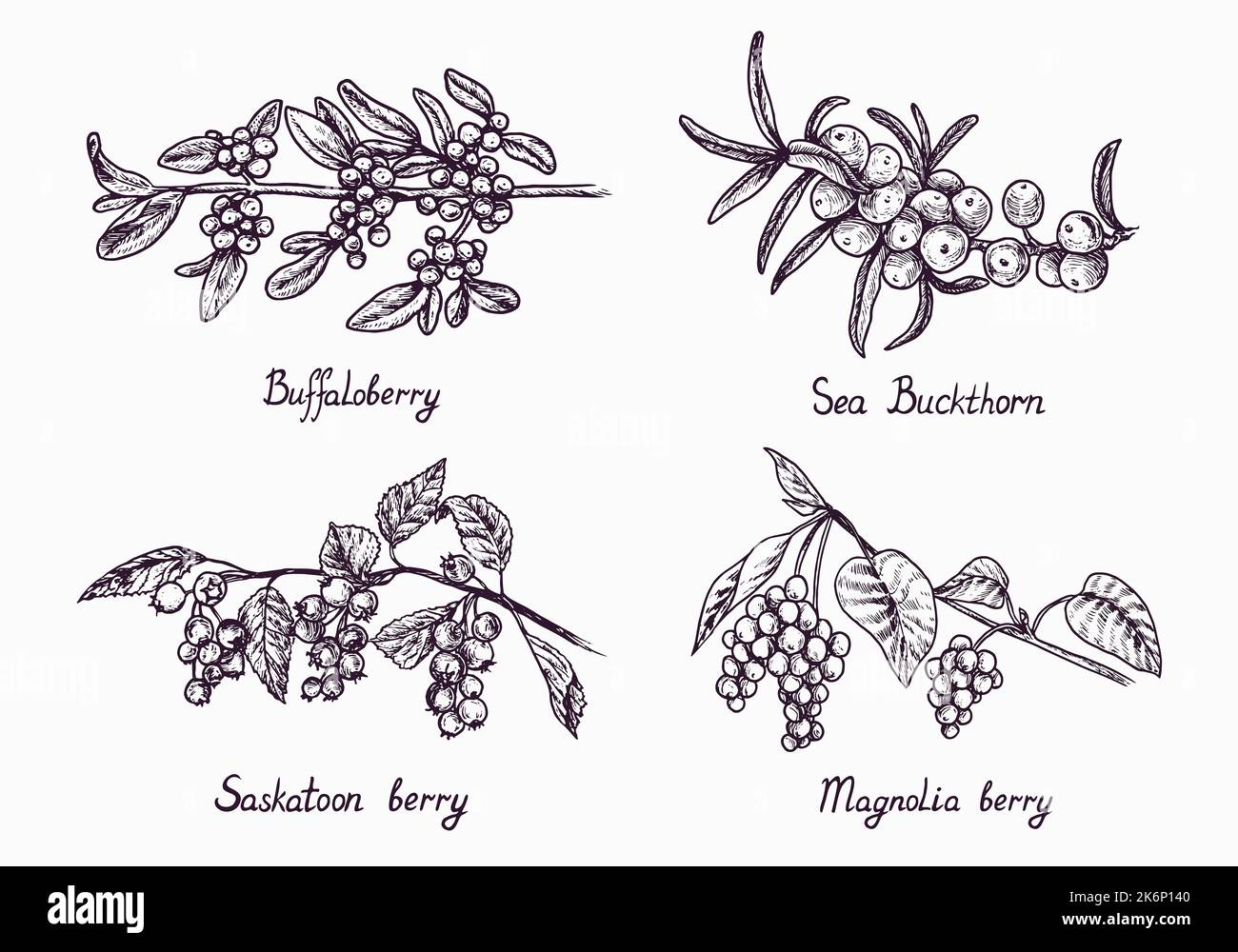 Buffaloberry, sea buckthorn, saskatoon and magnolia berry branch with ...