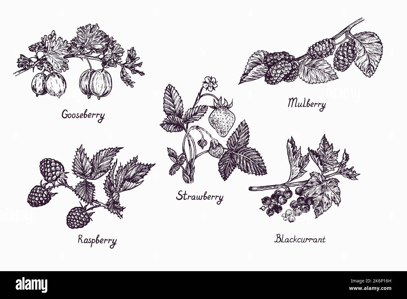 Gooseberry, strawberry, mulberry, raspberry, blackcurrant plant with ...
