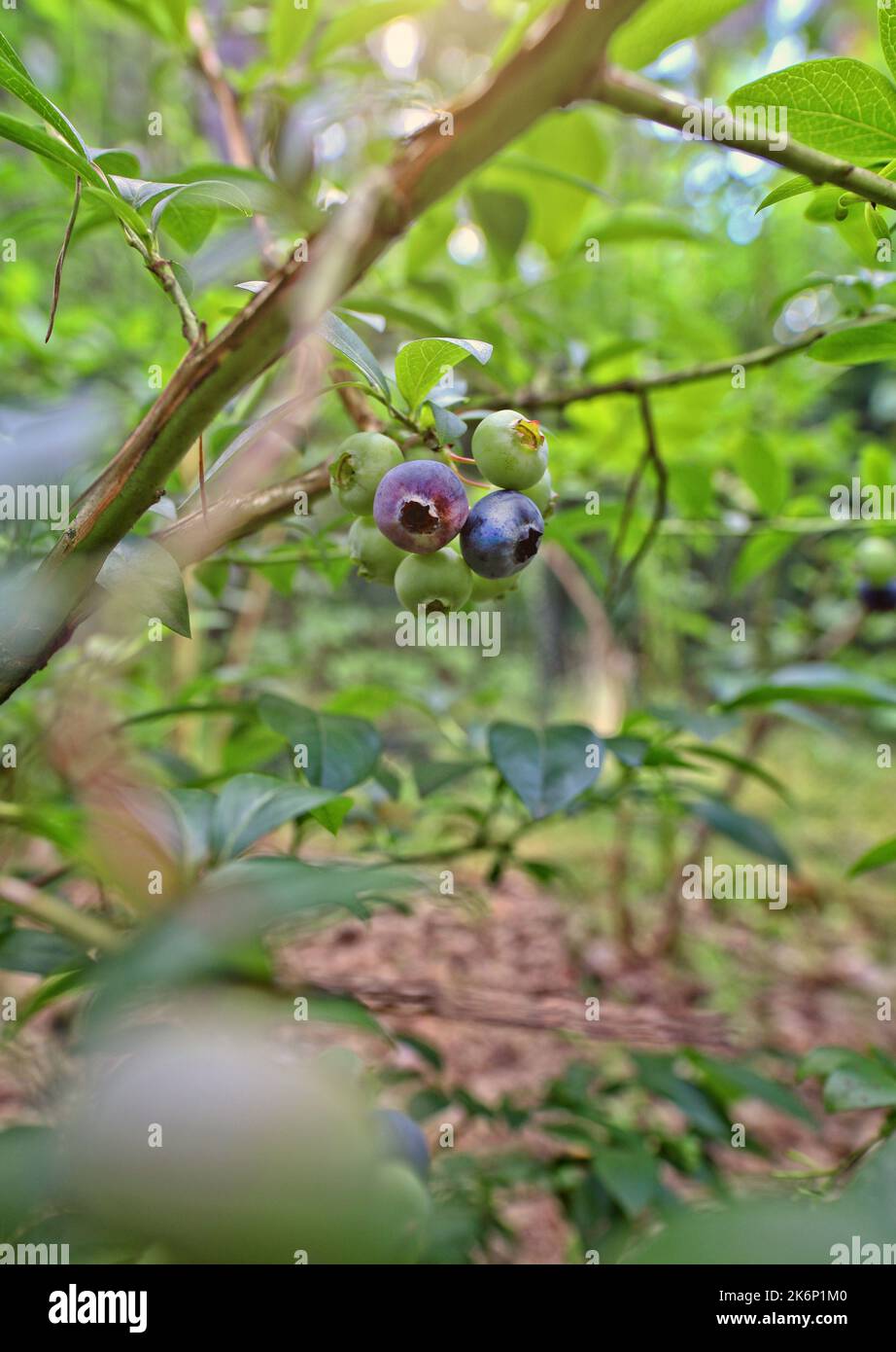 Blueberries growing on a small backyard plantation Stock Photo - Alamy