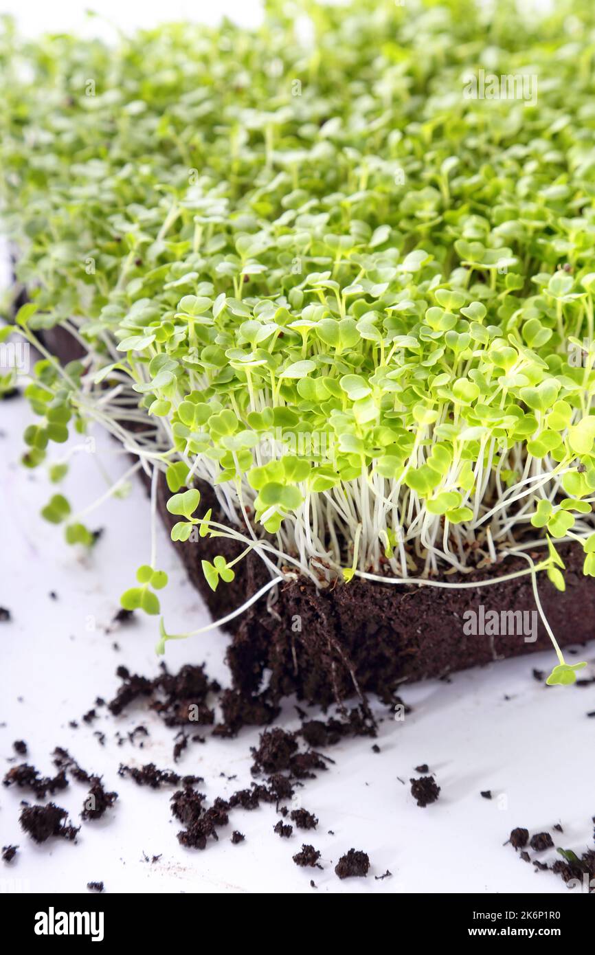 Healthy microgreens - small home plantation Stock Photo - Alamy