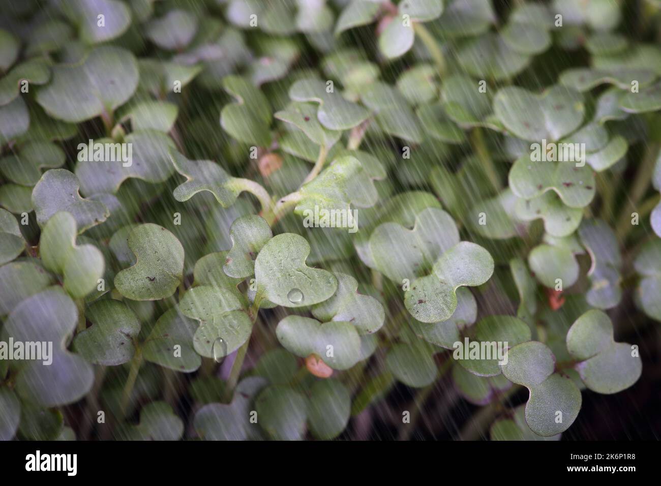 Falling rain on a sprout plantation Stock Photo - Alamy