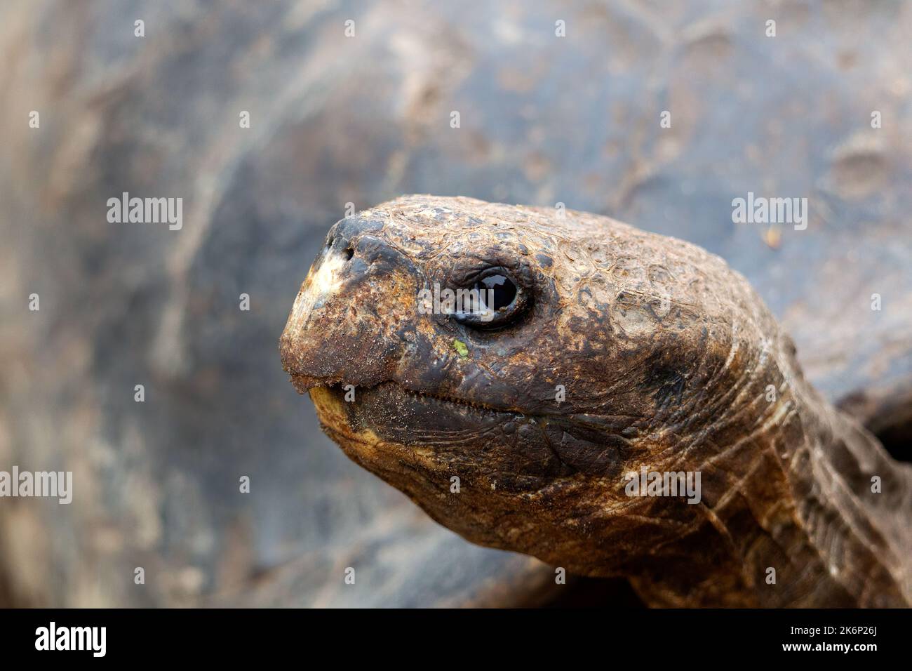 The Galápagos tortoise or Galápagos giant tortoise (Chelonoidis niger ...
