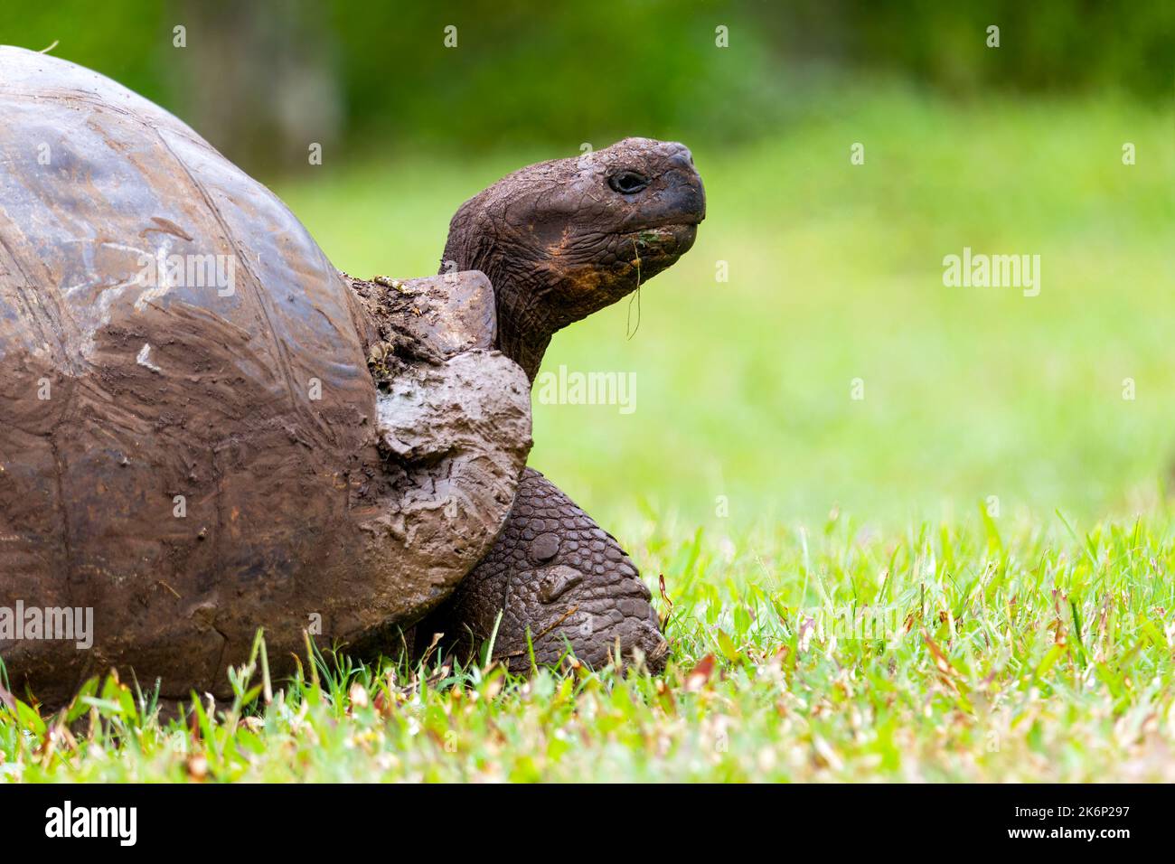 The Galápagos tortoise or Galápagos giant tortoise (Chelonoidis niger ...