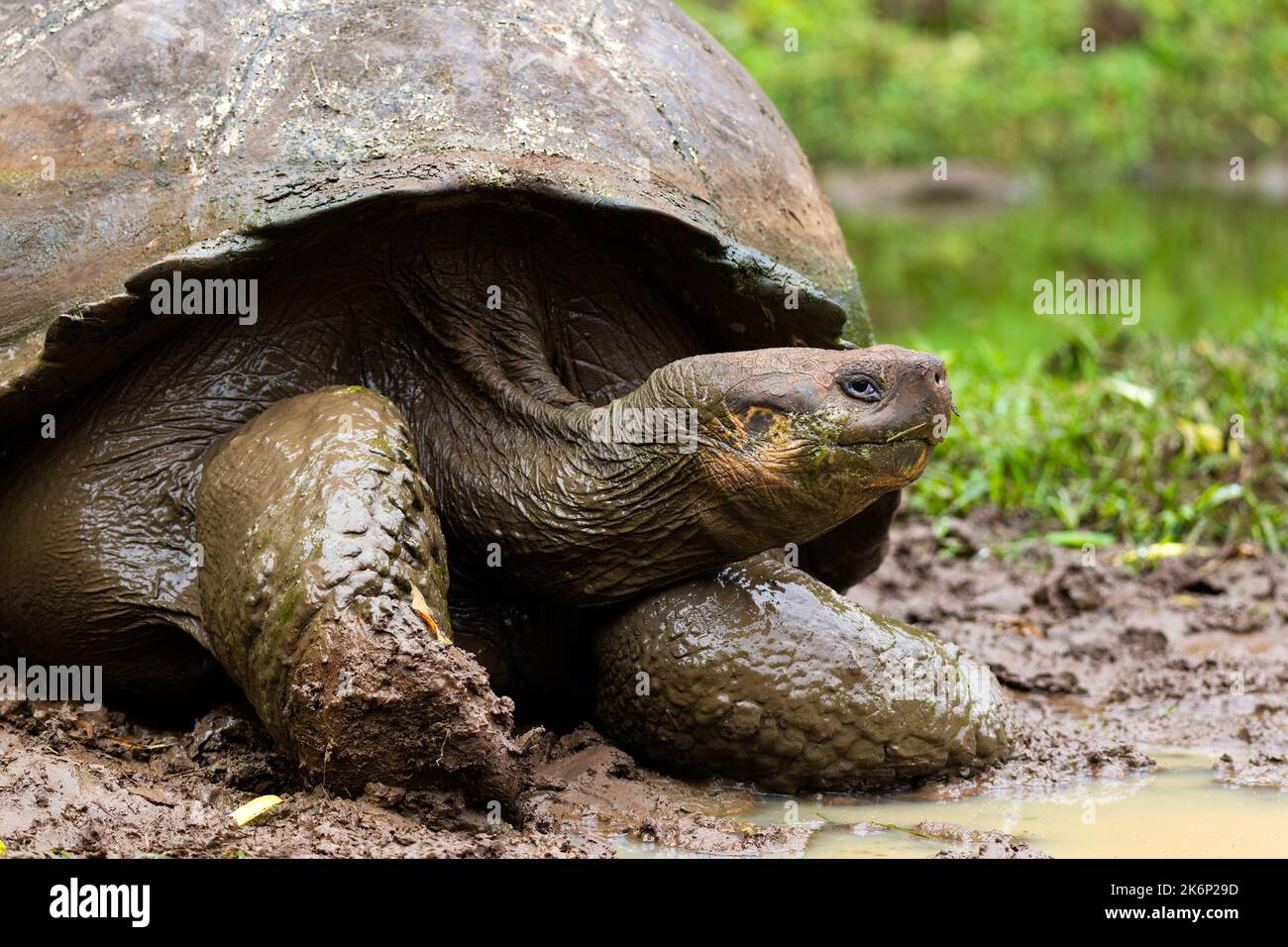 The Galápagos tortoise or Galápagos giant tortoise (Chelonoidis niger ...
