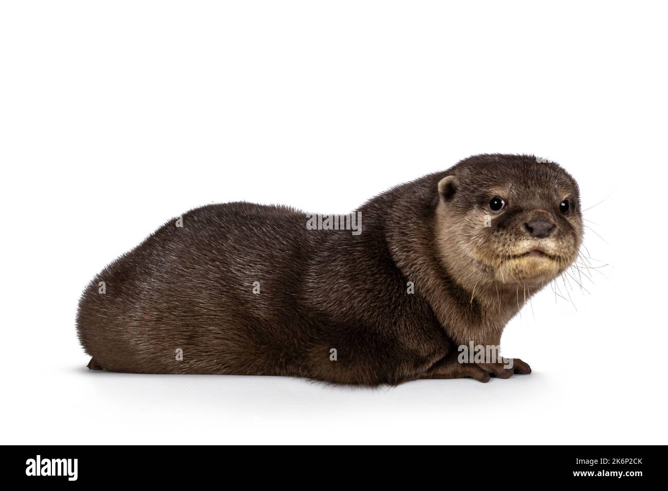 Cute young Asian small clawed otter aka Aonyx cinerea, standing side ...