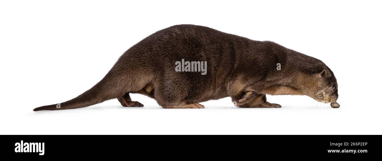 Cute young Asian small clawed otter aka Aonyx cinerea, standing side ...