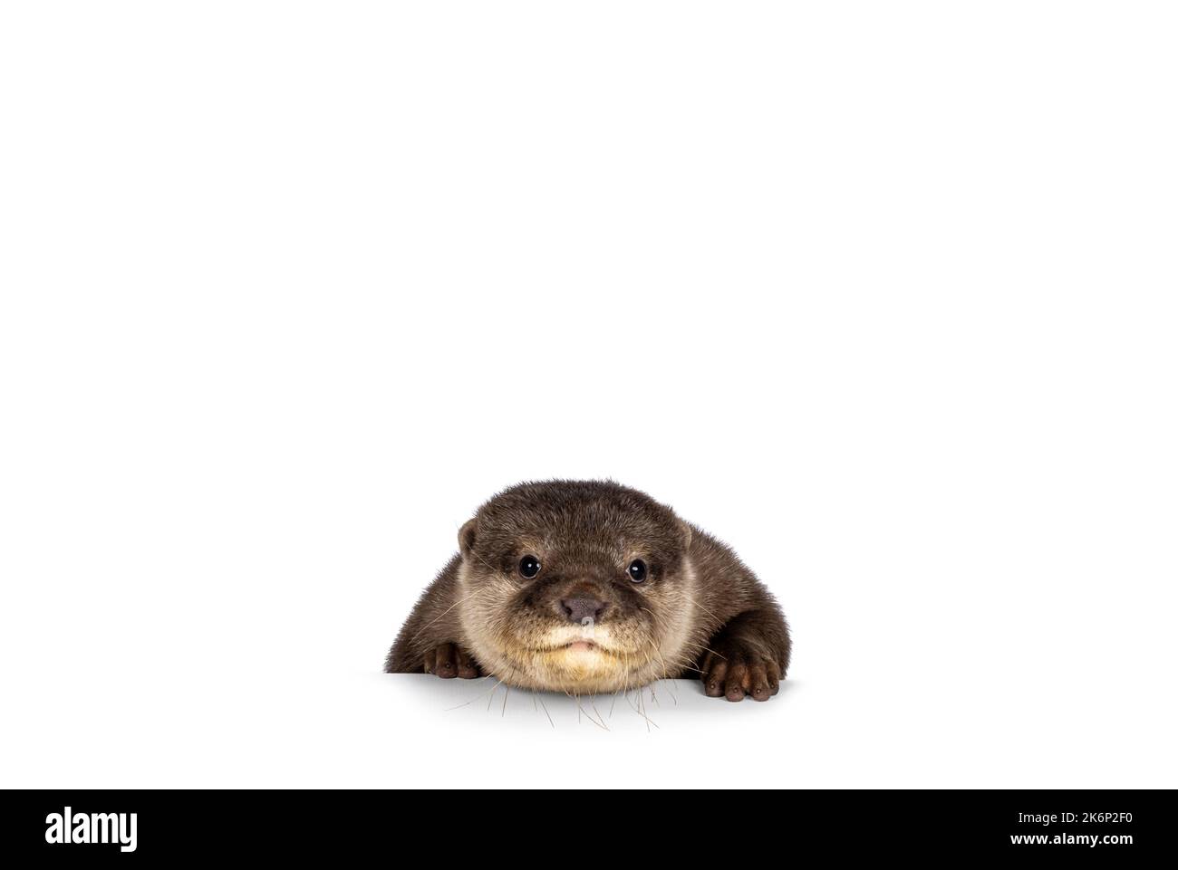 Head shot of cute young Asian small clawed otter aka Aonyx cinerea ...