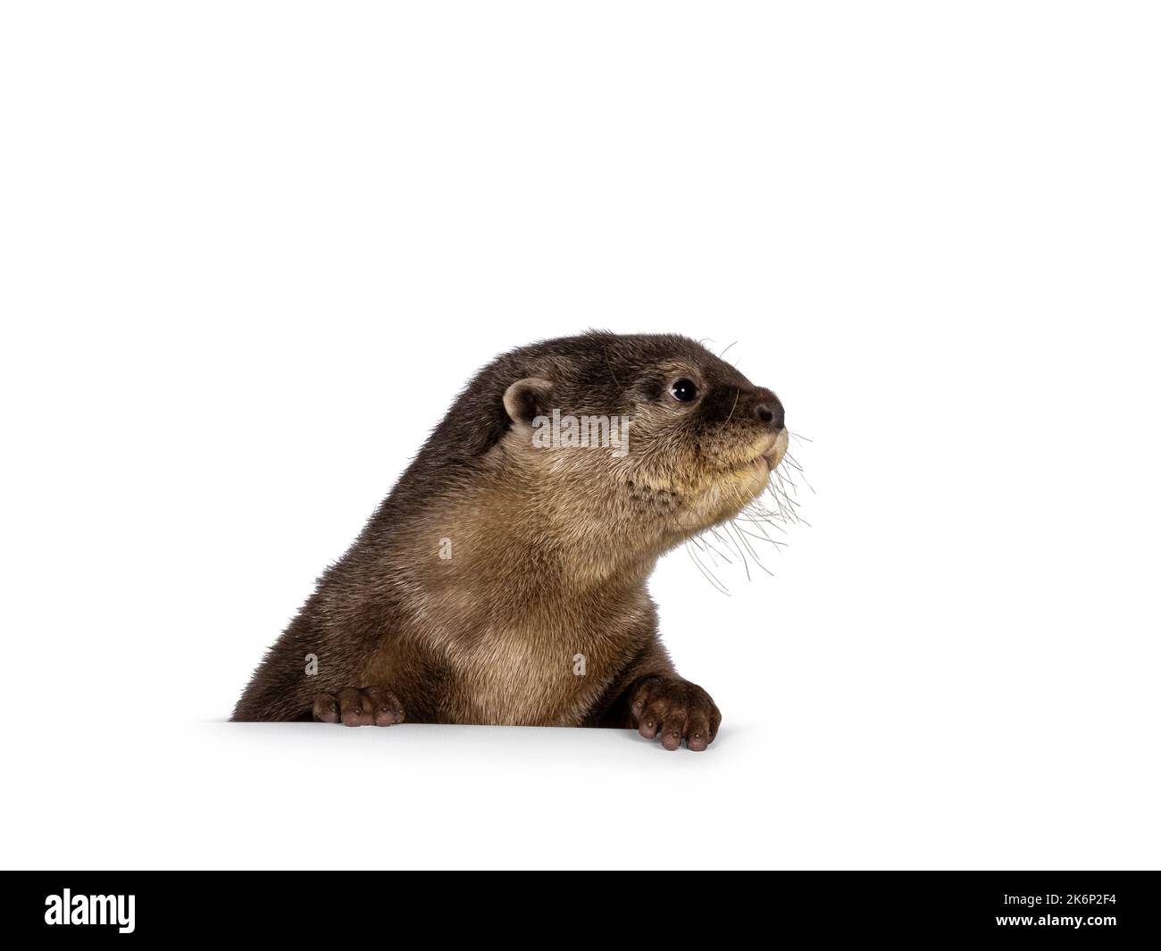 Otter profile Cut Out Stock Images & Pictures - Alamy