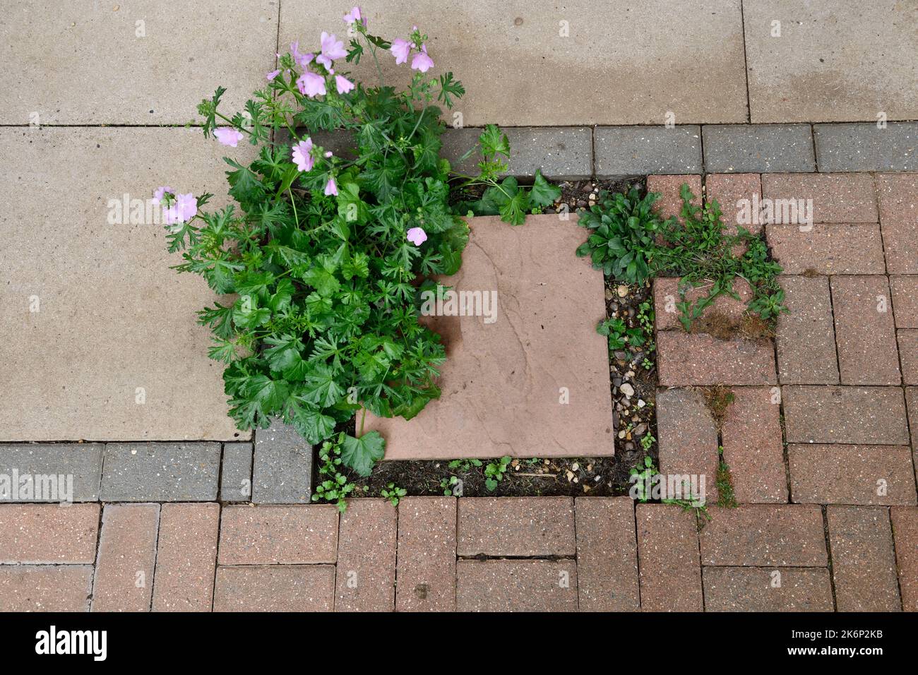 Tree Mallow (Lavatera) self seeded on patio Hook Norton Oxfordshire ...