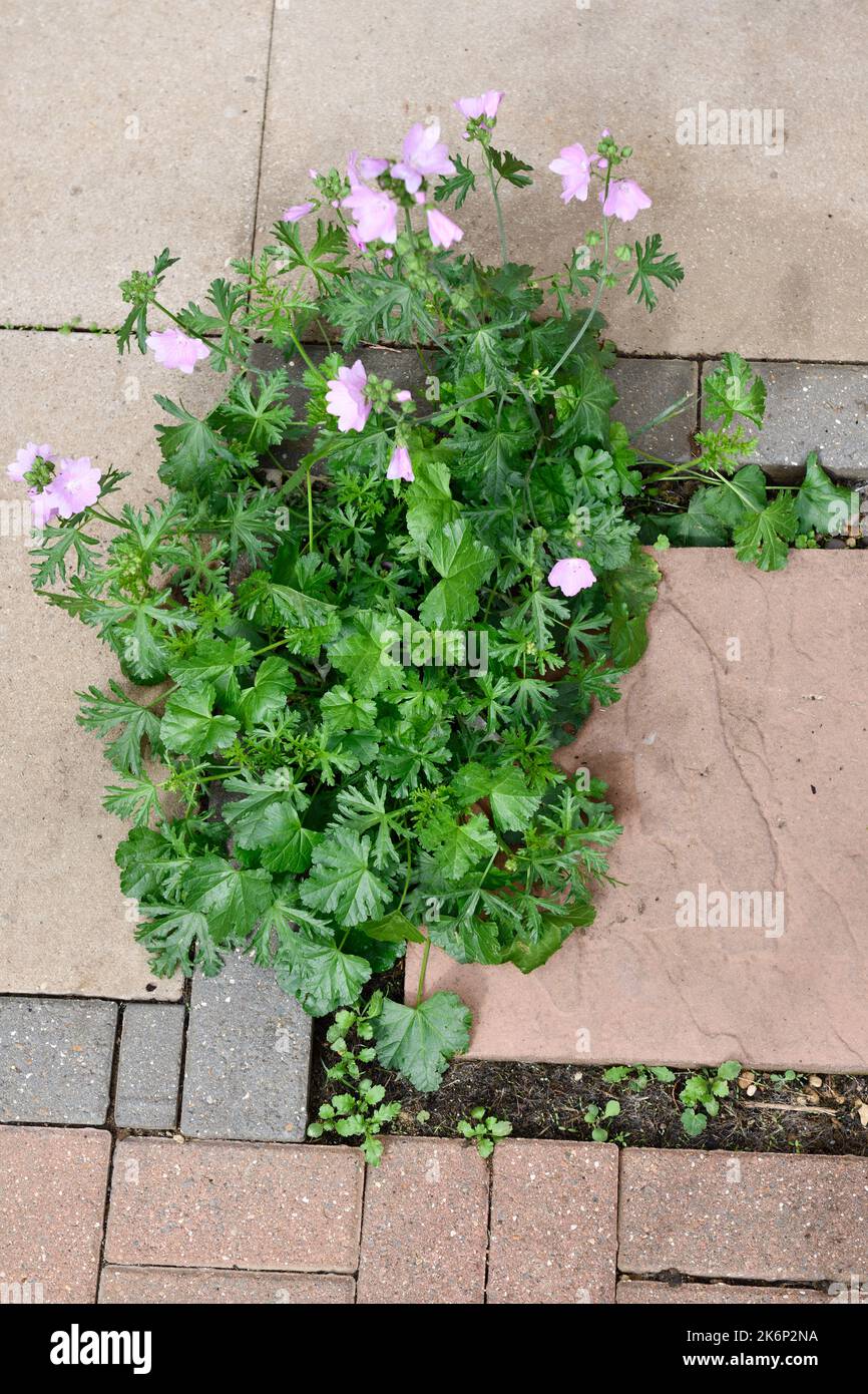 Tree Mallow (Lavatera) self seeded on patio Hook Norton Oxfordshire ...