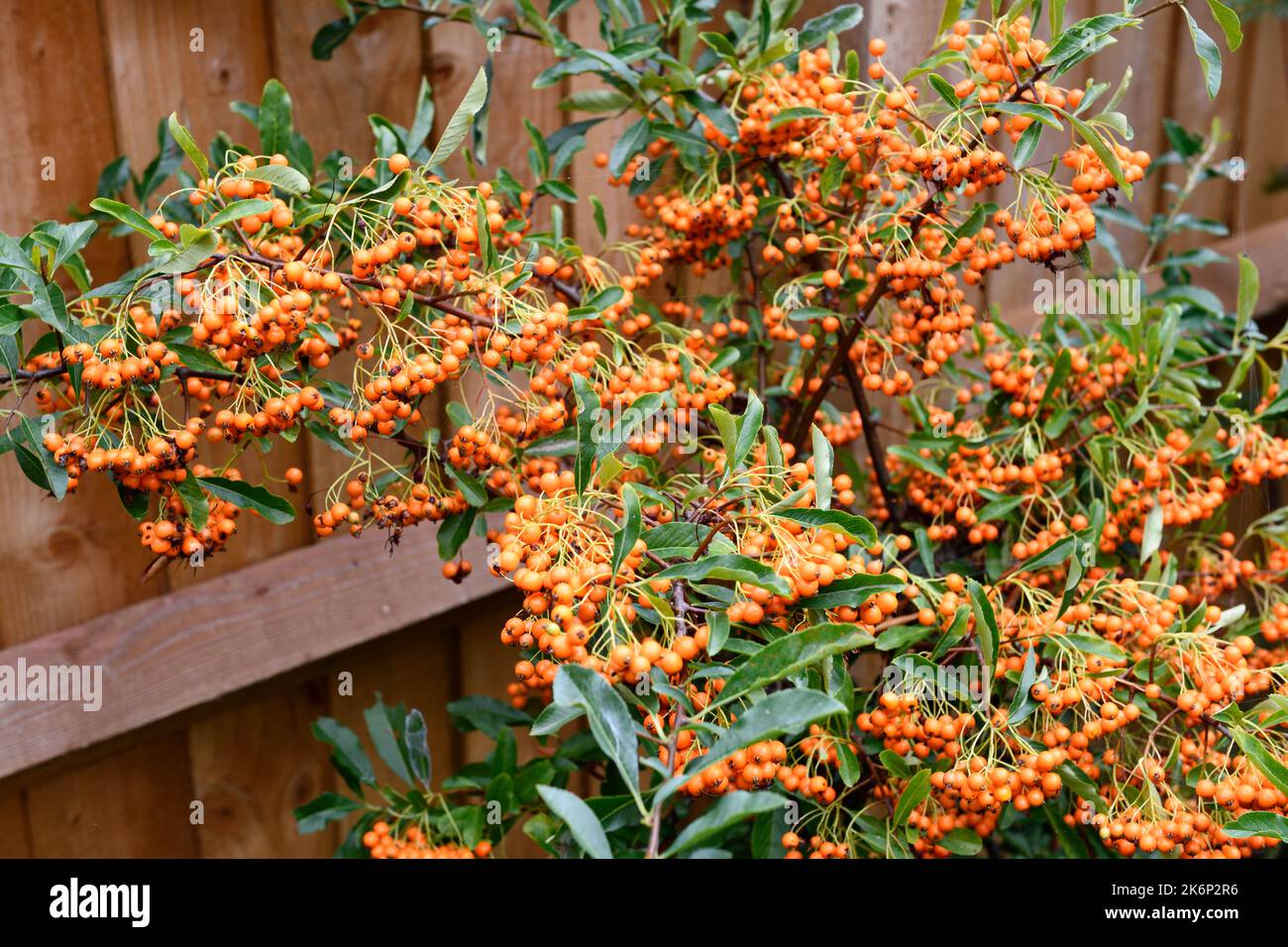 Firethorn Bush (Pyracantha Charmer Stock Photo - Alamy