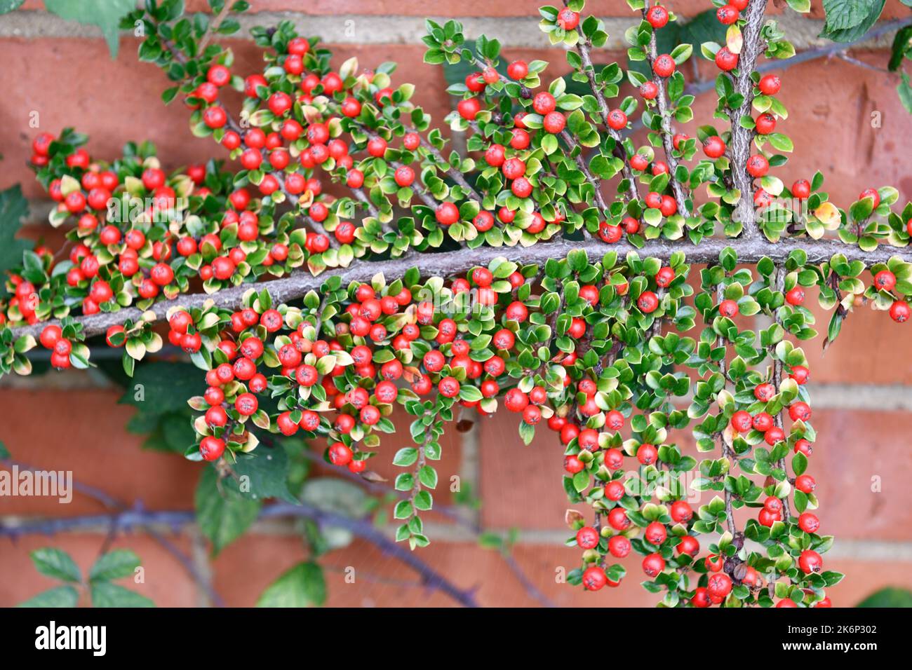 Red berries ( (pyracantha) Hook Norton Oxfordshire England uk Stock ...