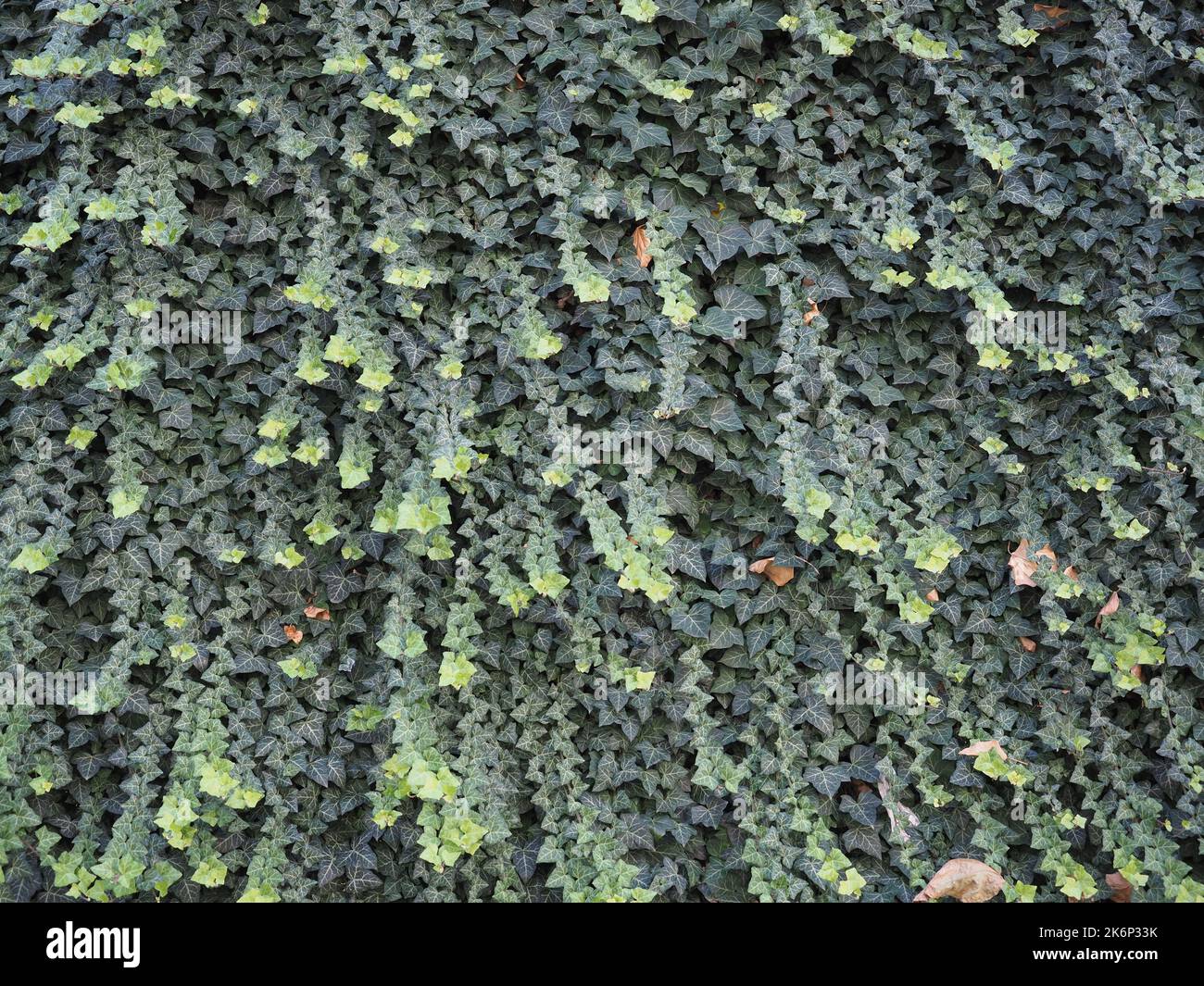 ivy scientific name Hedera plant useful as a background Stock Photo - Alamy