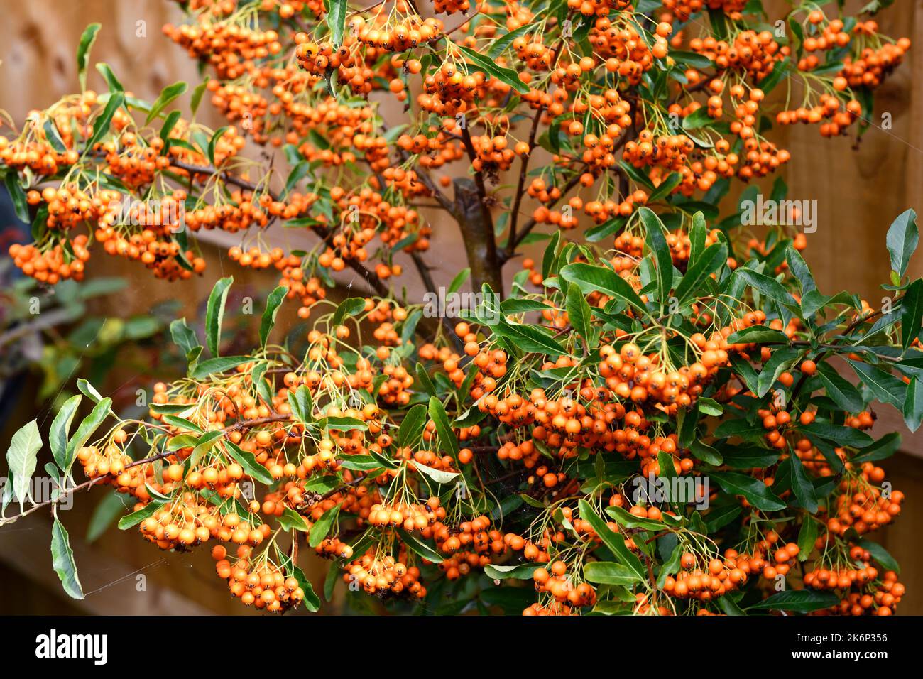 Round bush hi hi-res stock photography and images - Alamy