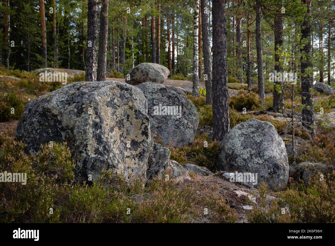 Group of rock boulders in a Finnish pine forest. Repovesi National Park ...
