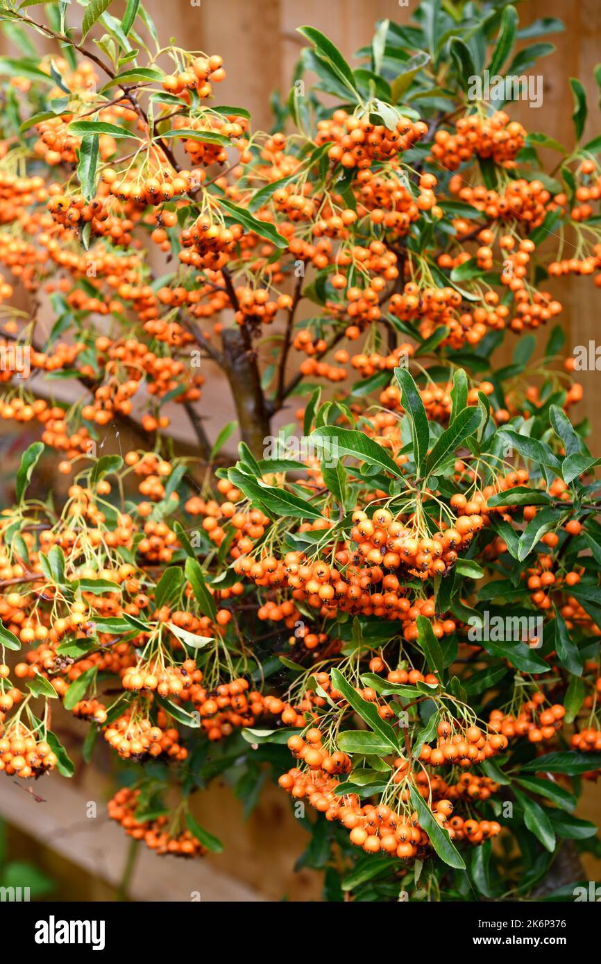 Firethorn Bush (Pyracantha Charmer Stock Photo - Alamy