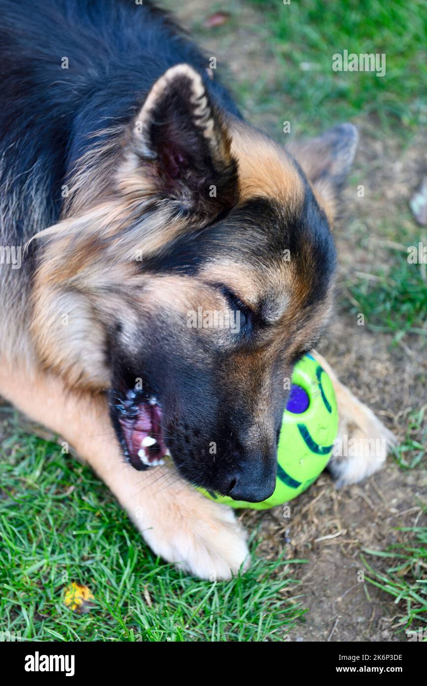 German Shepherd playing with a ball Cotswolds Oxfordshire England uk ...