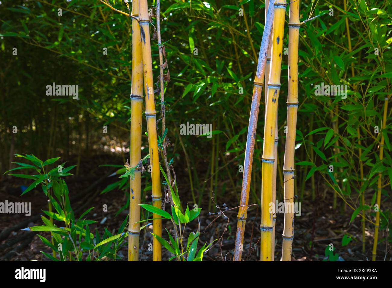 Bamboo tree in focus. Bamboo plants in a garden or park. Landscape ...