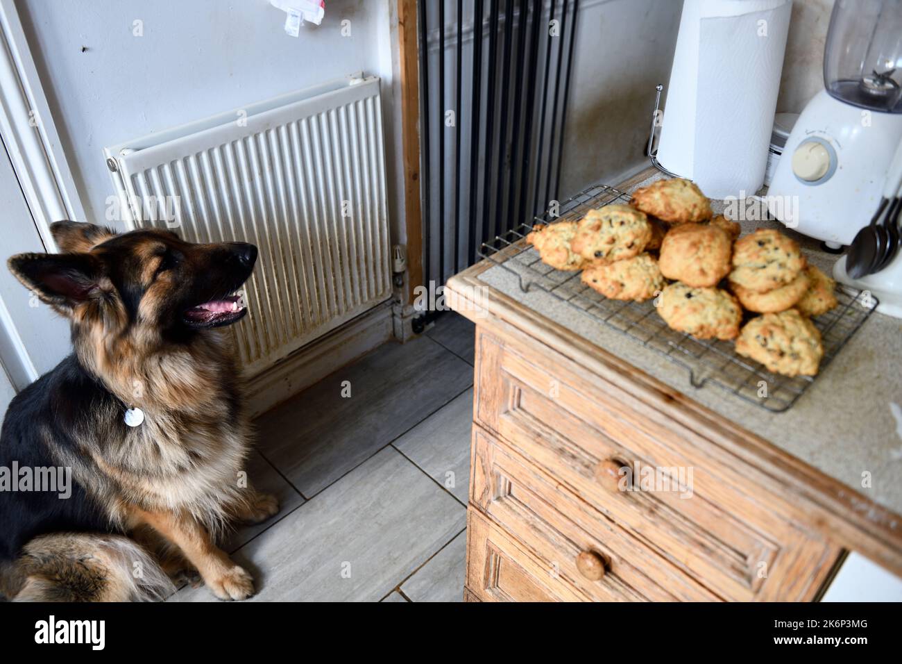 Rock Cakes cooling on wire tray in kitchen Hook Norton Oxfordshire ...