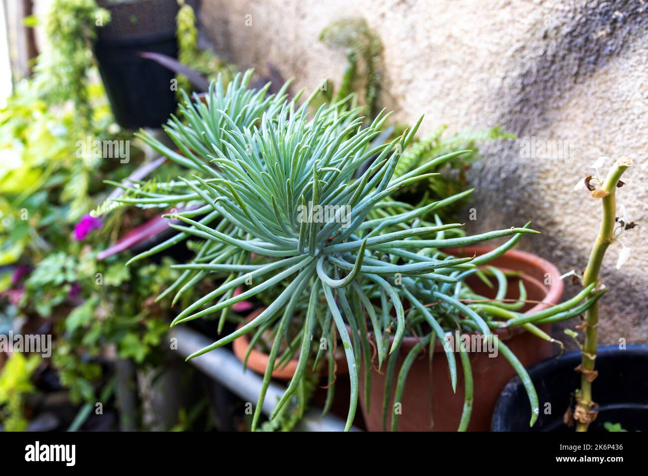 Cypress Spurge is an erect, branching, rhizomatous plant which can ...