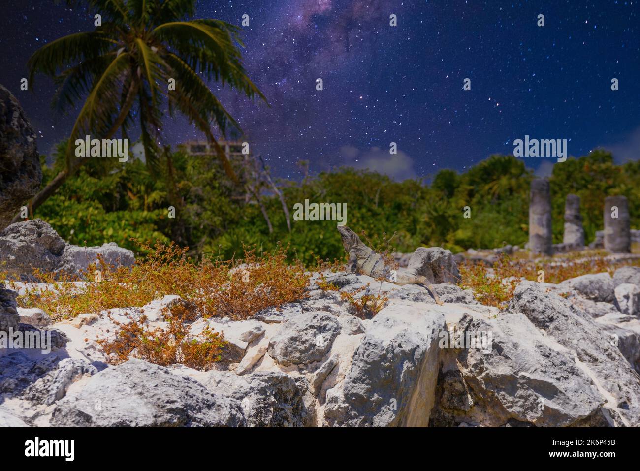 Iguana lizard in ancient ruins of Maya in El Rey Archaeological Zone ...