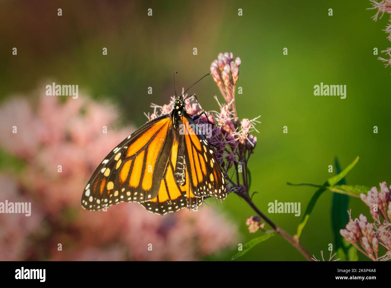 I photographed this Monarch butterfly while on an early morning hike at ...