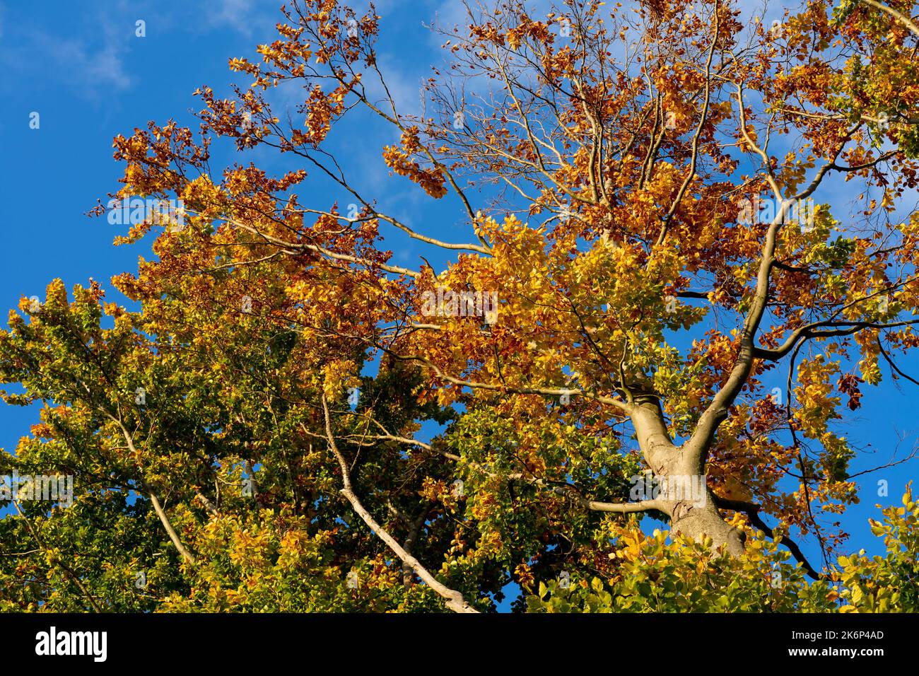 colorful oak tree in autumn Stock Photo - Alamy
