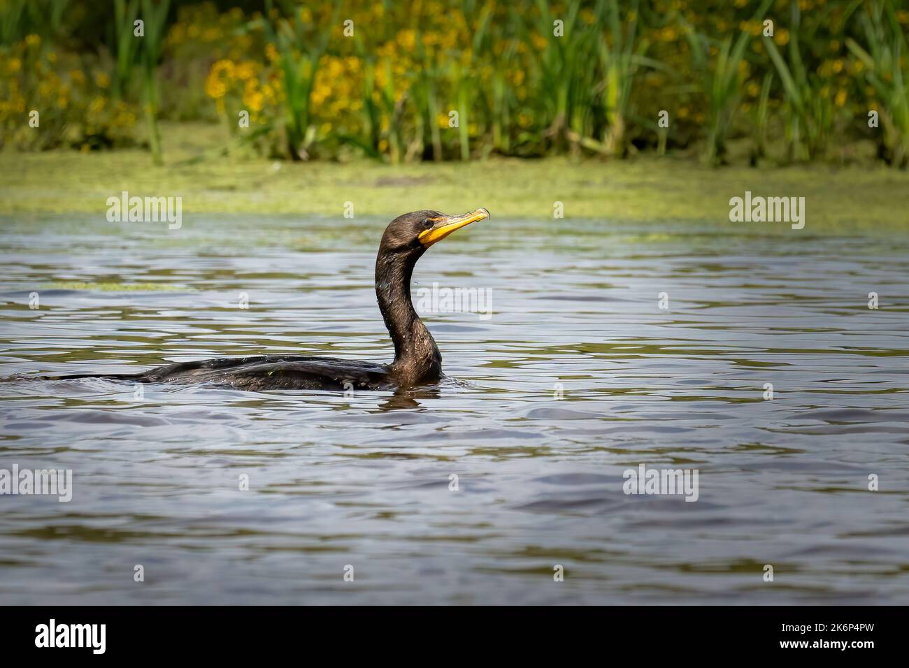 I photographed this double crested Cormorant fishing while kayaking ...