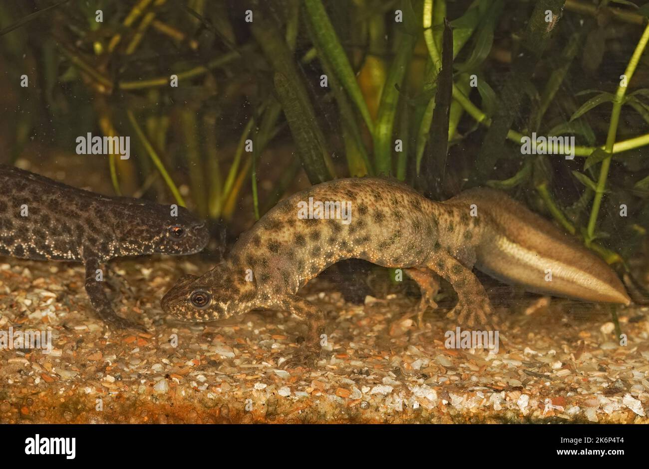 Closeup on an aquatic male of an endangered Eureopean crest newt ...