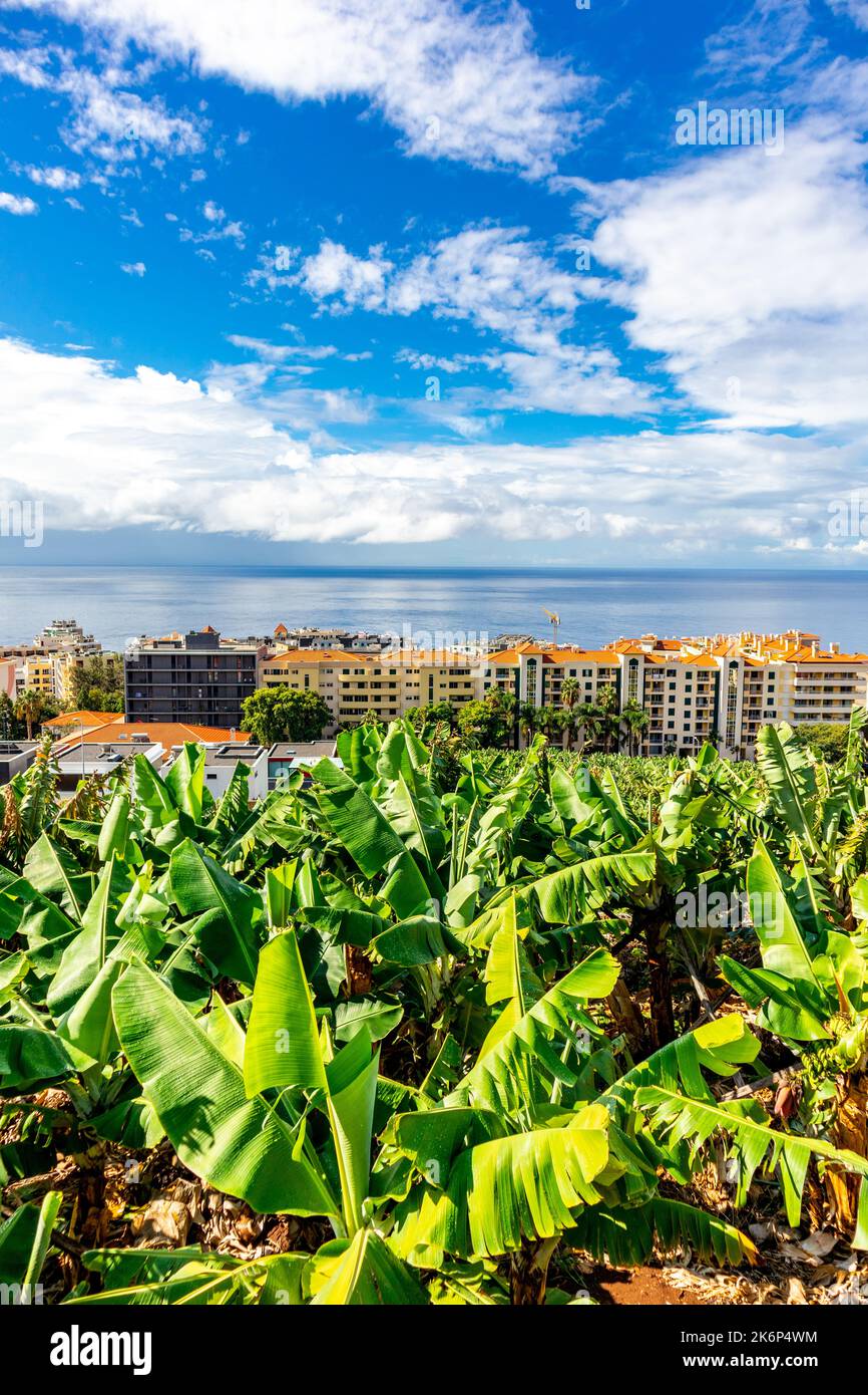 On the way on the city levadas of Funchal with a fantastic view on the ...