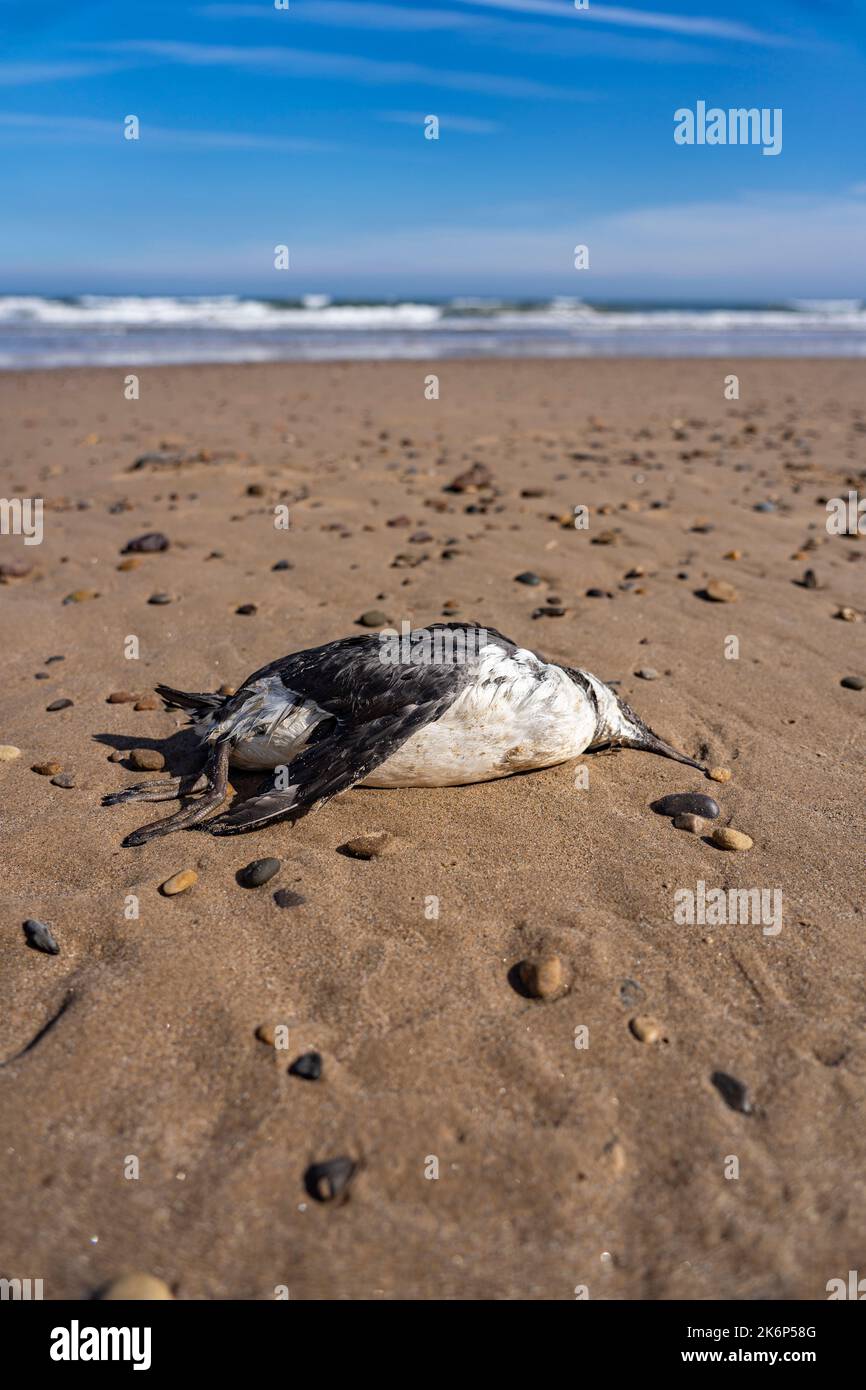 dead sea bird on a beach at saltburn, north yorkshire, UK Stock Photo ...