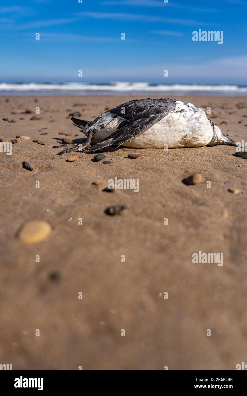 dead sea bird on a beach at saltburn, north yorkshire, UK Stock Photo ...