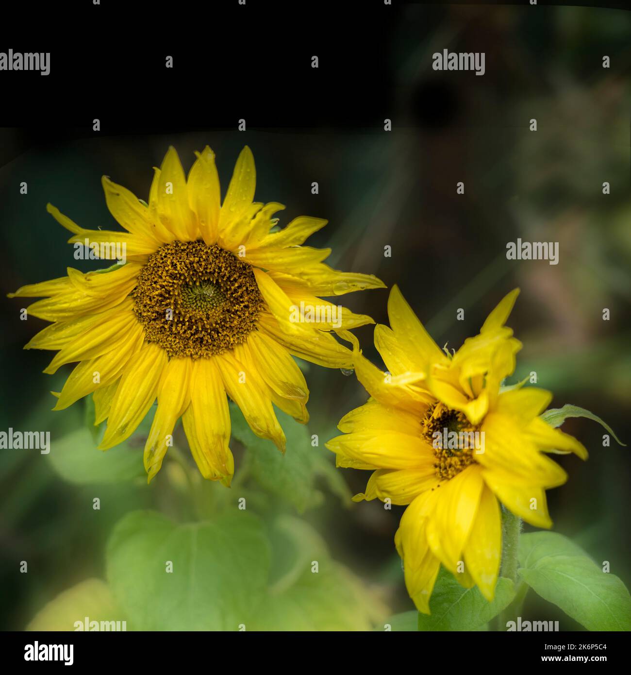 two flowering sunflowers in an urban garden in north yorkshire, UK ...
